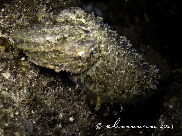 Stumpy-spined Cuttlefish, Dwarf Cuttlefish | Project Noah