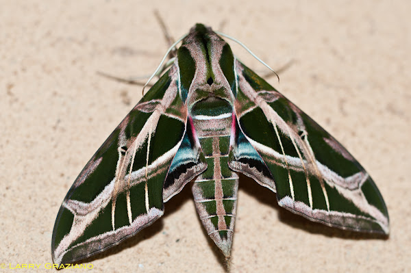 Vine Sphinx Moth | Project Noah