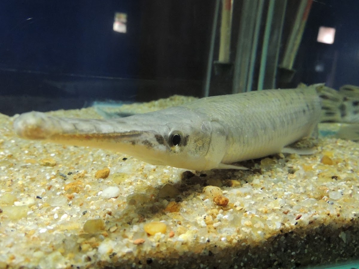 Longnose Gar | Project Noah