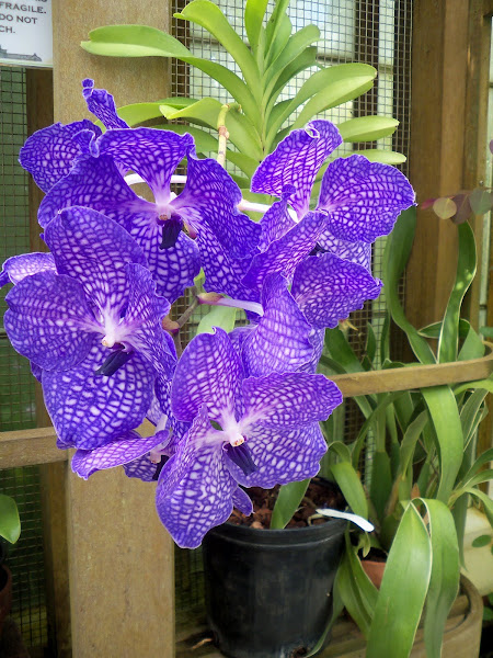 Vanda hybrid | Project Noah
