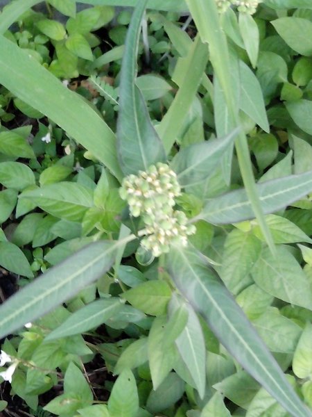 [S] Mexican fireplant | Project Noah