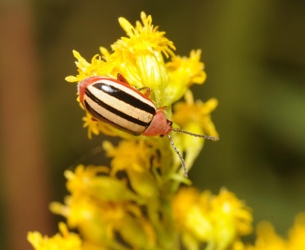 Flea beetle | Project Noah