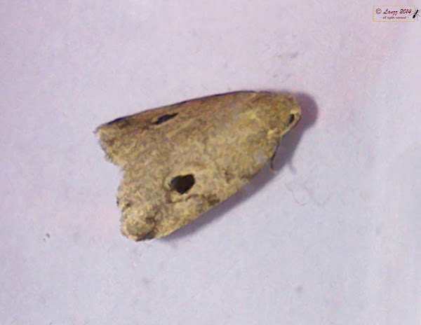 Arctiid Moth | Project Noah