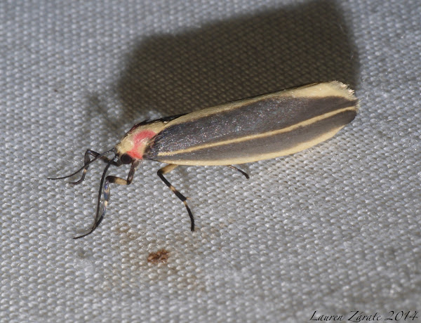 Firefly Imitating Moth | Project Noah