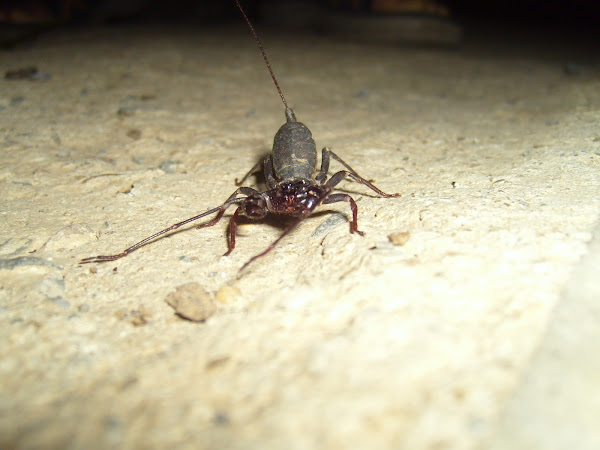 Giant vinegarroon | Project Noah