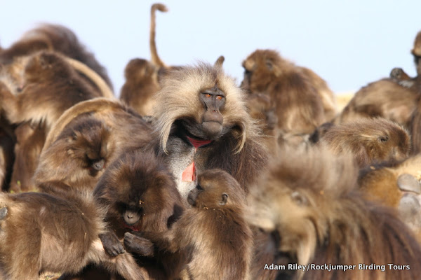 Gelada | Project Noah