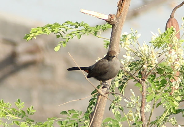 Indian Robin Female | Project Noah