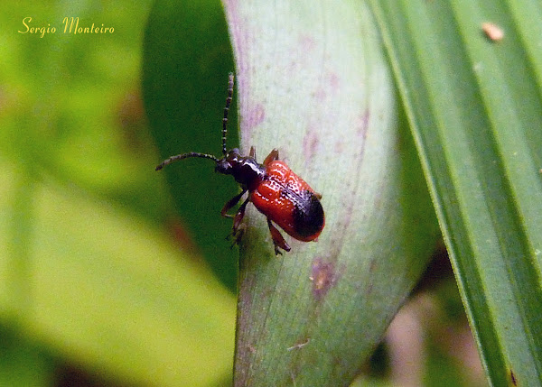 Leaf beetle | Project Noah