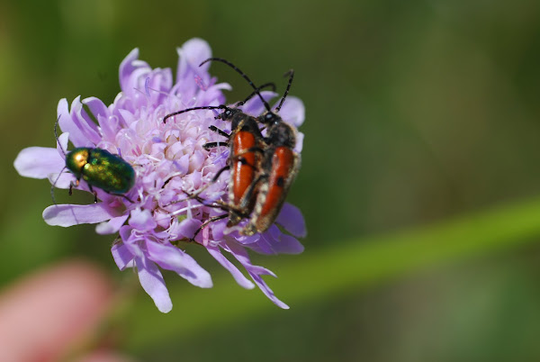 bug conference the 2nd | Project Noah