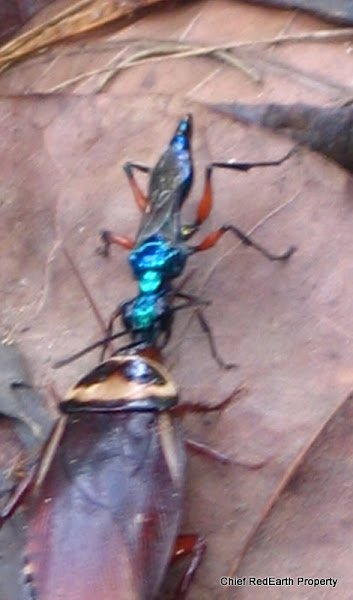 House Cockroach & Emerald Cockroach Wasp | Project Noah