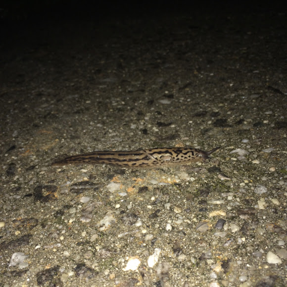 Leopard Slug | Project Noah