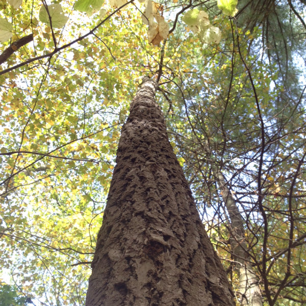 Sassafras | Project Noah