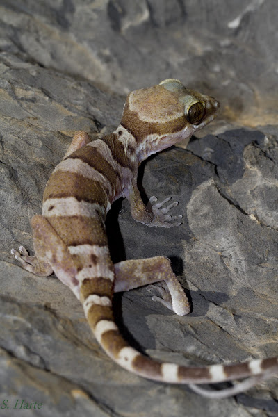 Ring-tailed Gecko | Project Noah