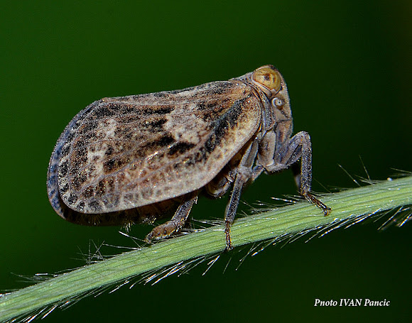 Issid planthopper | Project Noah