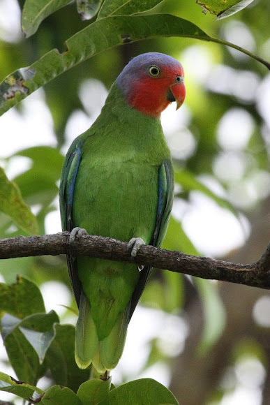 Red-cheeked Parrot | Project Noah
