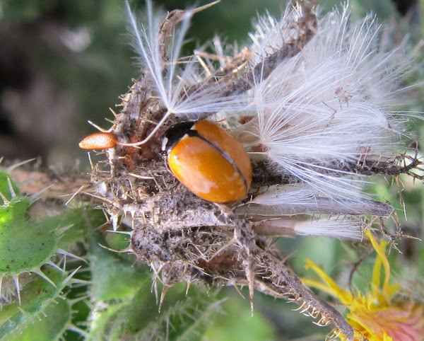 California Ladybug | Project Noah
