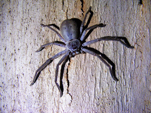 Huntsman Spider (female) | Project Noah