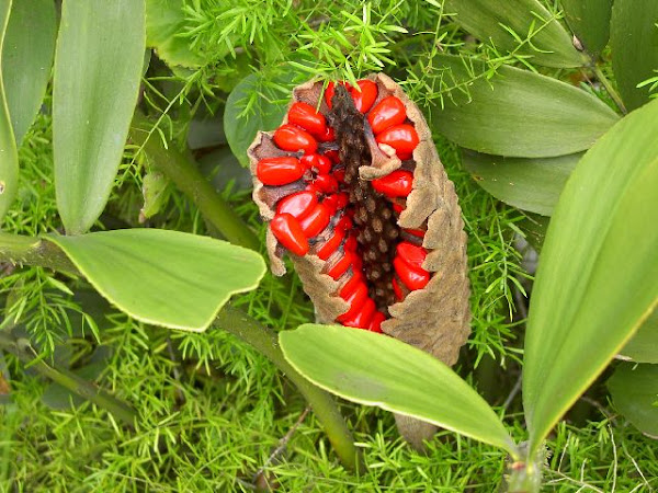 Cardboard plant seed pod | Project Noah