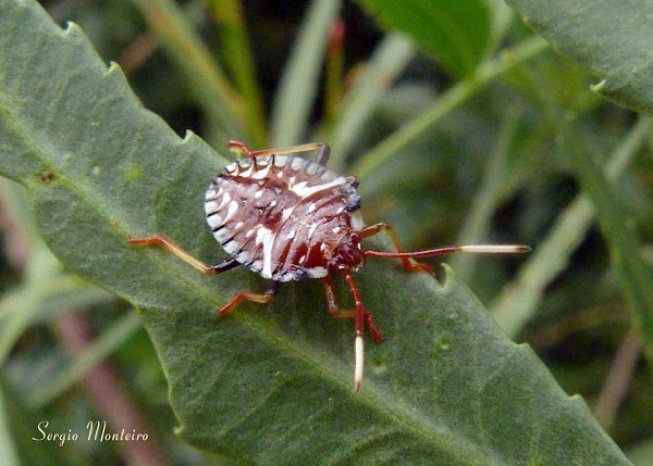 Coreid bug nymph | Project Noah