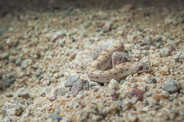 Spotted Leaf-nosed Snake | Project Noah
