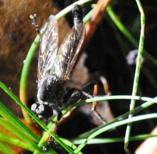 Flower-loving Fly | Project Noah