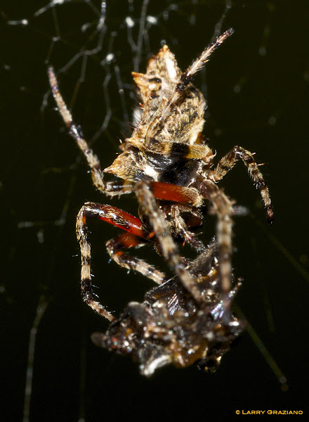 Spider | Project Noah