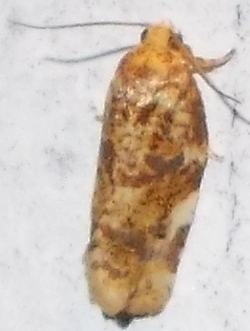 Fruit-Tree Leafroller Moth | Project Noah