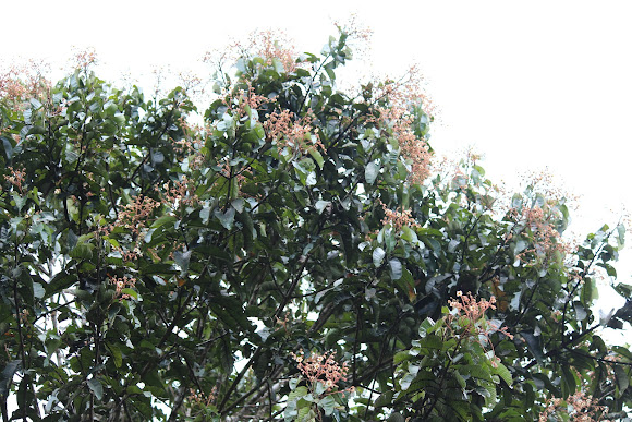 Vateria Copallifera Dipterocarpaceae Project Noah
