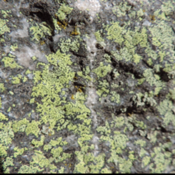 Crustose Lichen | Project Noah