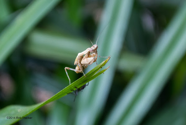 Mantis | Project Noah