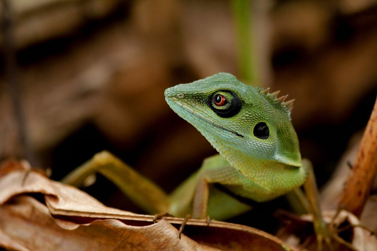 Green-crested Lizard | Project Noah