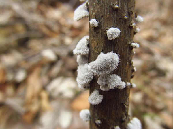 Split Gill | Project Noah