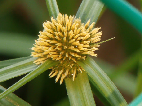 Navua Sedge | Project Noah