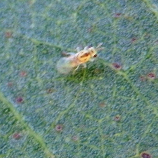 Psyllid lerp insect | Project Noah