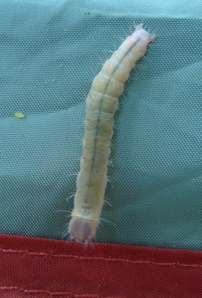 Afflicted Dagger Moth | Project Noah