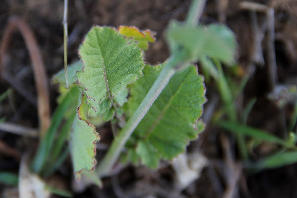 Mediterranean Hoary Mustard | Project Noah