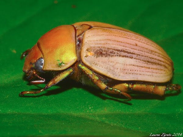 Jewel Scarab | Project Noah