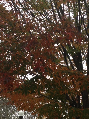 white ash tree | Project Noah