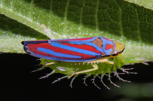 Candy-Striped Leafhopper | Project Noah