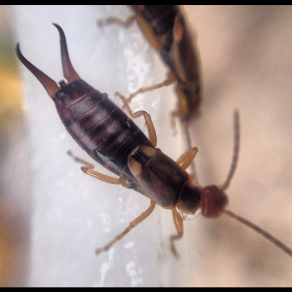 Earwig | Project Noah