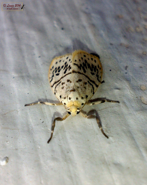 Arctiid Moth | Project Noah