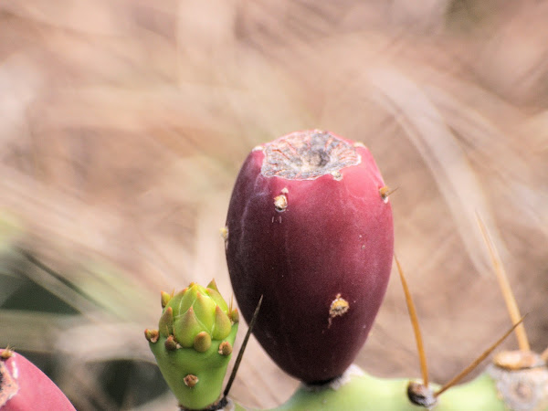 Eastern prickly pear cactus or Indian fig | Project Noah