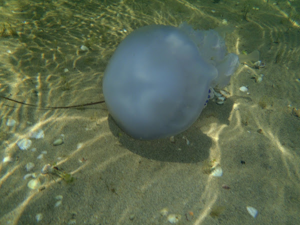 Acéfalo azul. Jellyfish | Project Noah