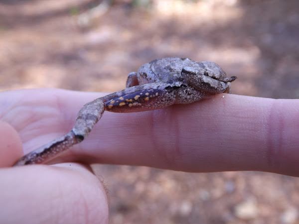 Pinewoods Tree Frog | Project Noah