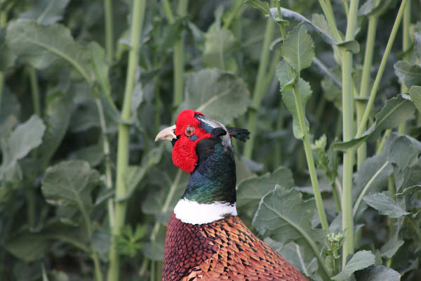 Faisan de Colchide | Project Noah