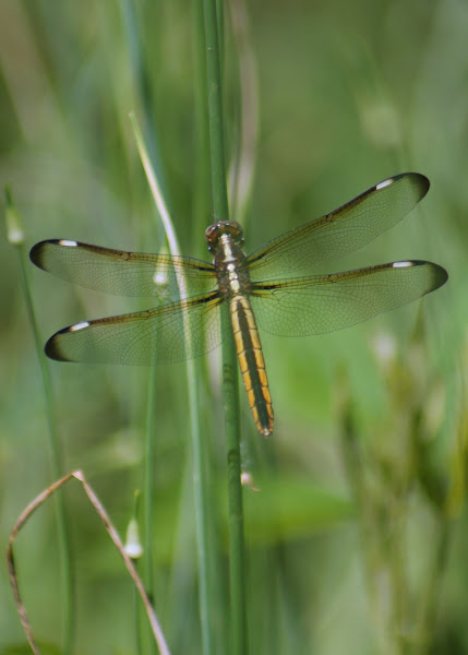 Spangled Skimmer | Project Noah