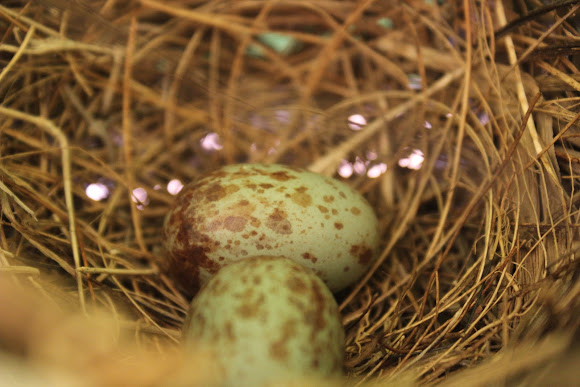 Mocking Bird eggs | Project Noah