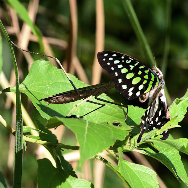 Chinese mantis | Project Noah