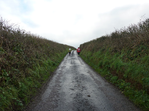 Devon hedge bank | Project Noah