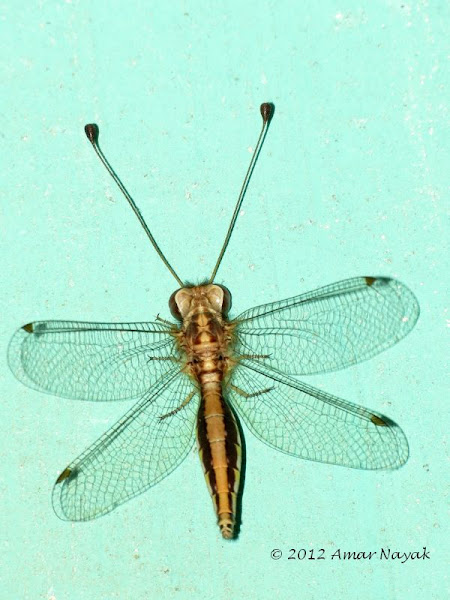 Yellow Owl-fly | Project Noah